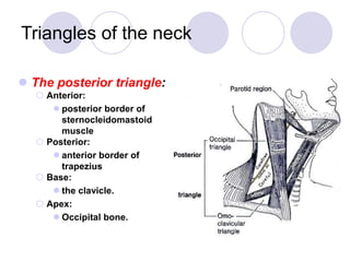 triangeles_of_the_neck human anatomy.ppt