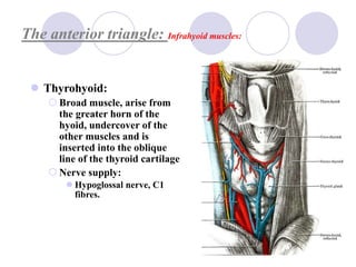 triangeles_of_the_neck human anatomy.ppt