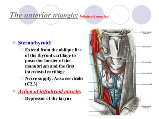 triangeles_of_the_neck human anatomy.ppt