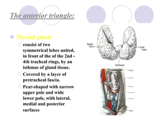 triangeles_of_the_neck human anatomy.ppt