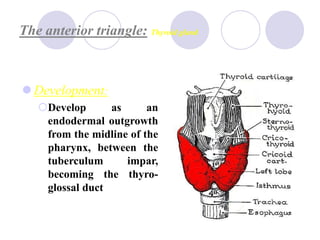 triangeles_of_the_neck human anatomy.ppt