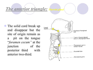 triangeles_of_the_neck human anatomy.ppt