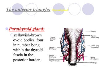 triangeles_of_the_neck human anatomy.ppt