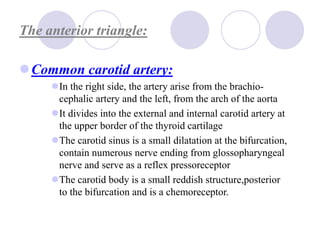 triangeles_of_the_neck human anatomy.ppt