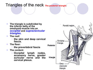triangeles_of_the_neck human anatomy.ppt