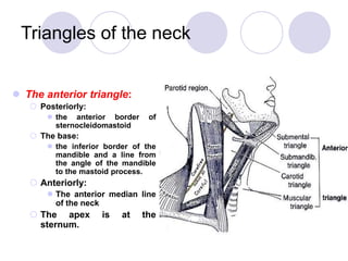 triangeles_of_the_neck human anatomy.ppt