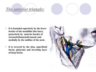 triangeles_of_the_neck human anatomy.ppt
