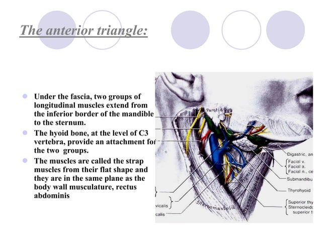 triangeles_of_the_neck human anatomy.ppt