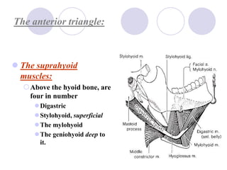 triangeles_of_the_neck human anatomy.ppt