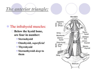 triangeles_of_the_neck human anatomy.ppt