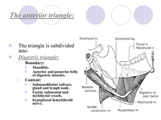 triangeles_of_the_neck human anatomy.ppt