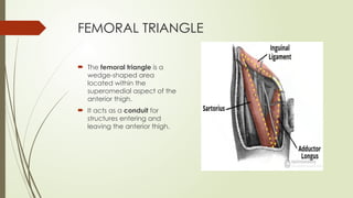 triangle MIT /lower limb/ lower limb posterior | PPTX