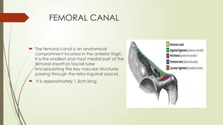 triangle MIT /lower limb/ lower limb posterior | PPTX