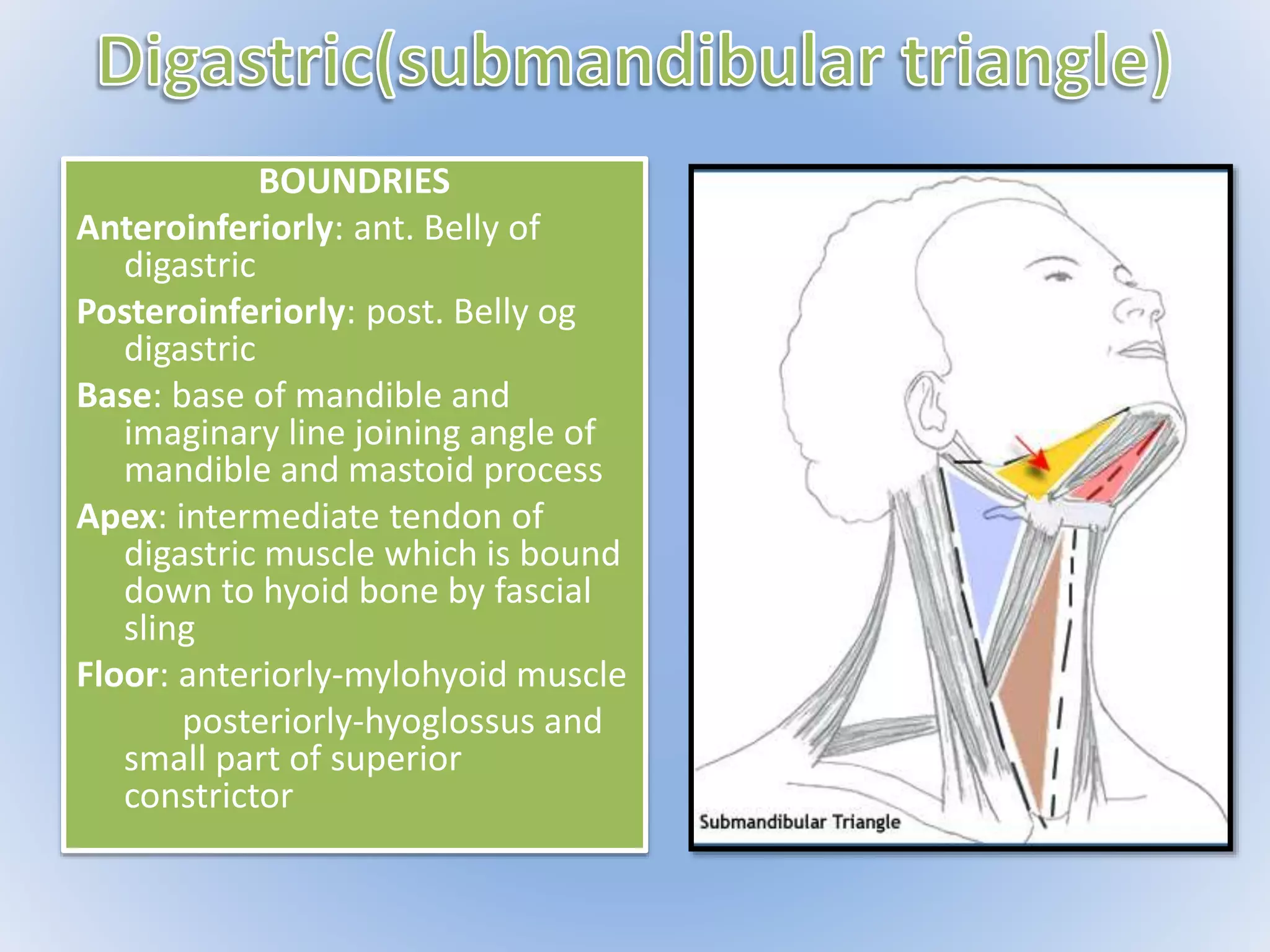Triangle of neck | PPTX
