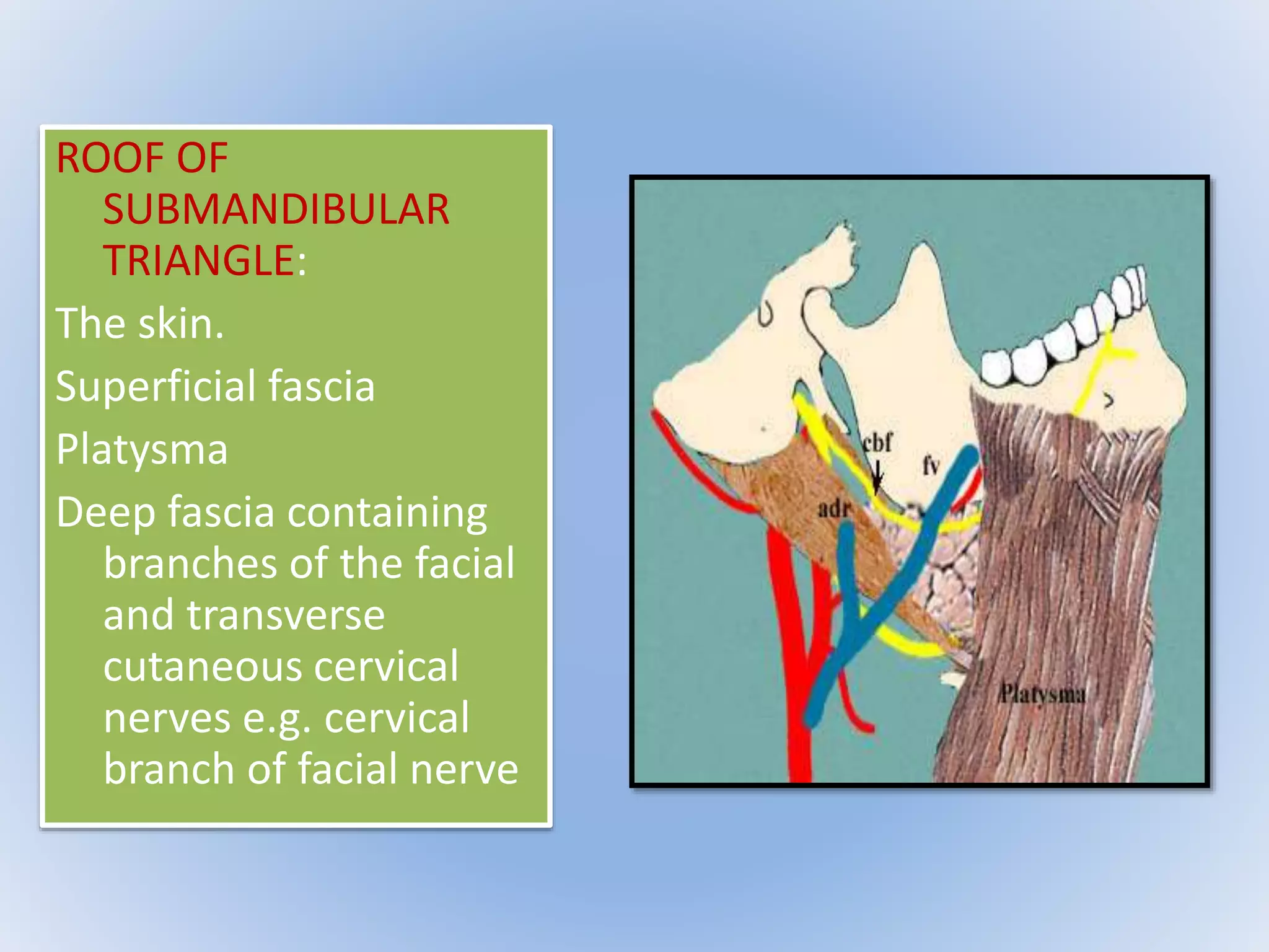 Triangle of neck | PPTX