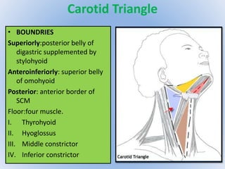 Triangle of neck | PPTX