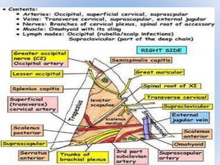 Carotid Triangle Contents Mnemonic