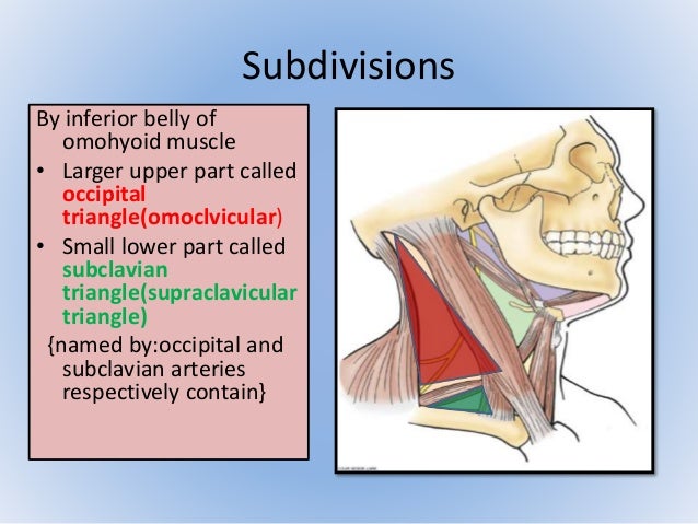 Omoclavicular Triangle Anatomy