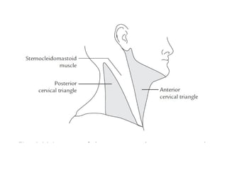 Triangle of the Neck....... FROM ANATOMY | PPTX