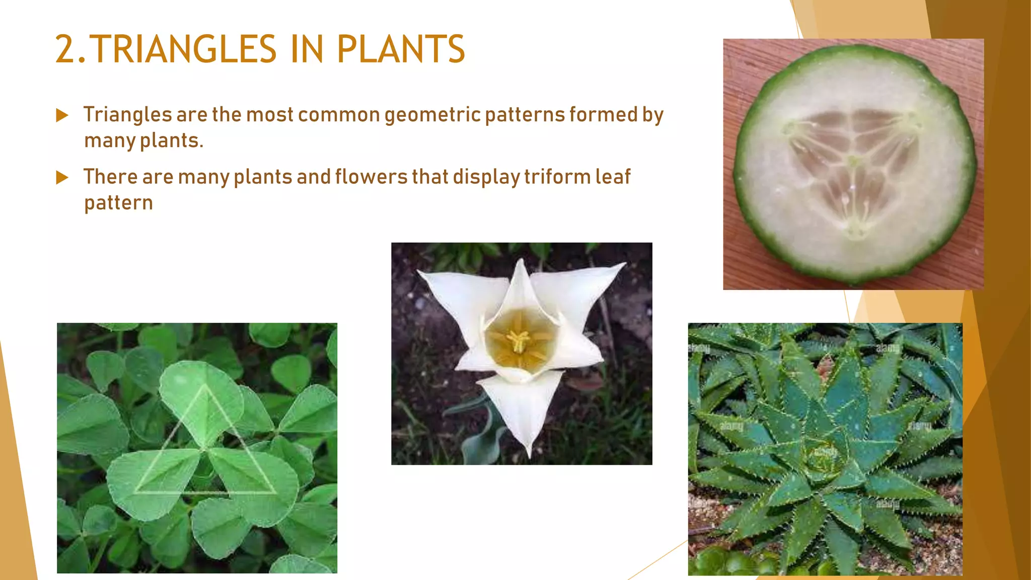 TRIANGLES IN THE NATURE.pptx