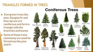 TRIANGLES IN THE NATURE.pptx