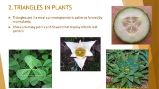 TRIANGLES IN THE NATURE.pptx