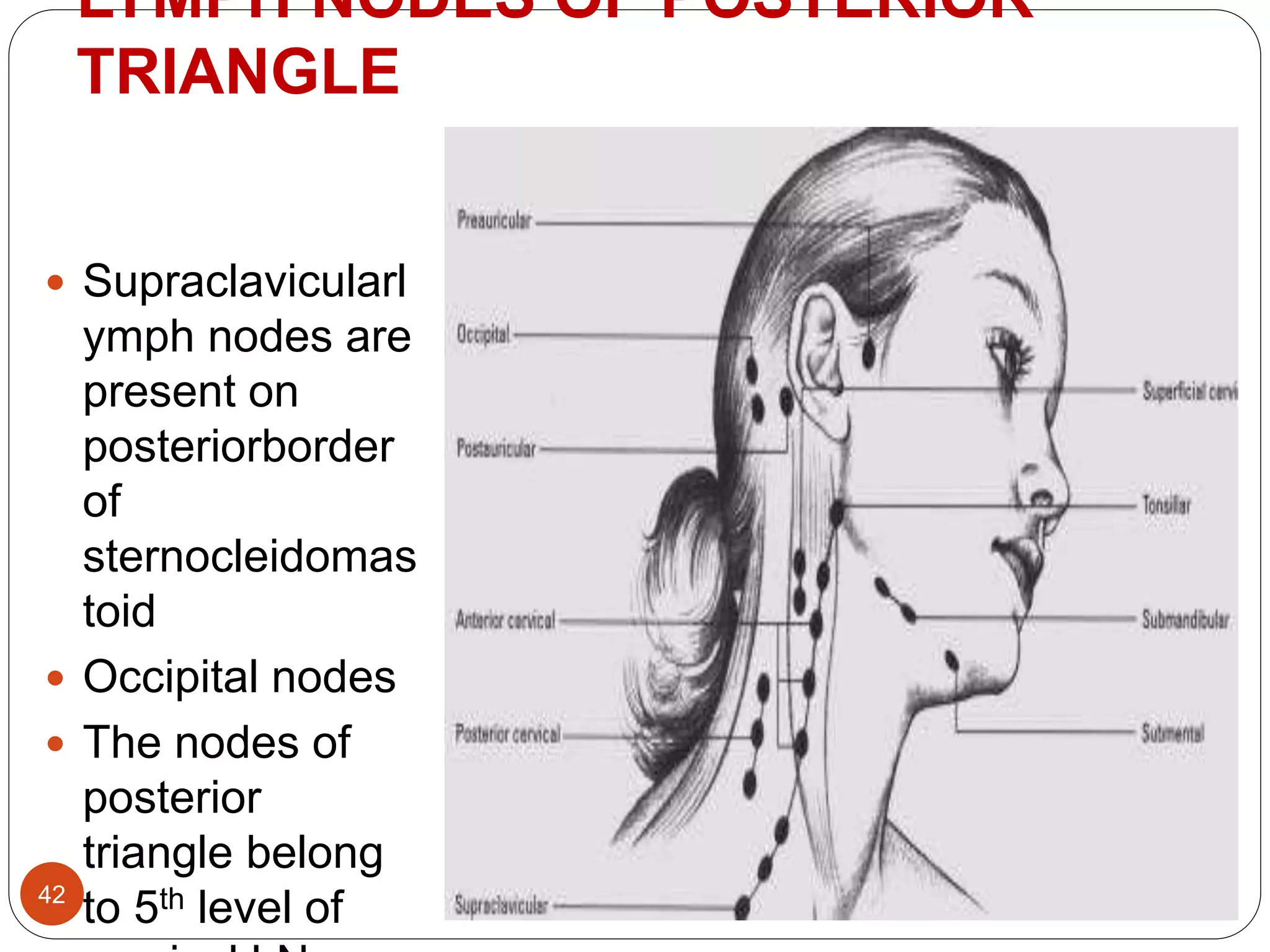 TRIANGLES OF NECK - BY DR. JUVERIA MAJEED MS ENT | PPTX