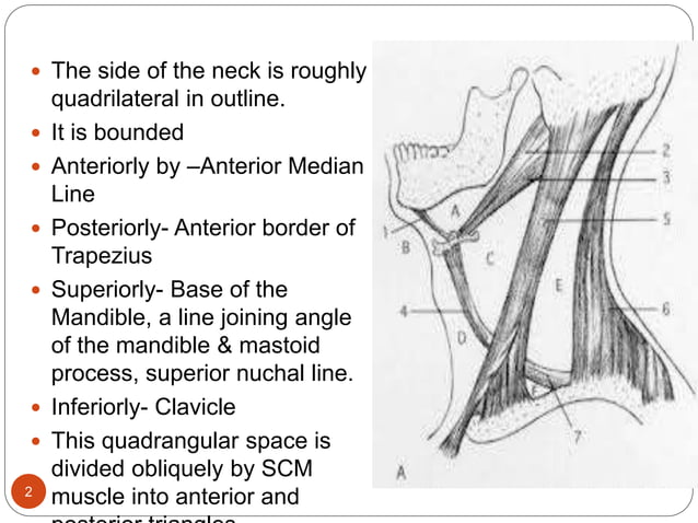 TRIANGLES OF NECK - BY DR. JUVERIA MAJEED MS ENT | PPTX
