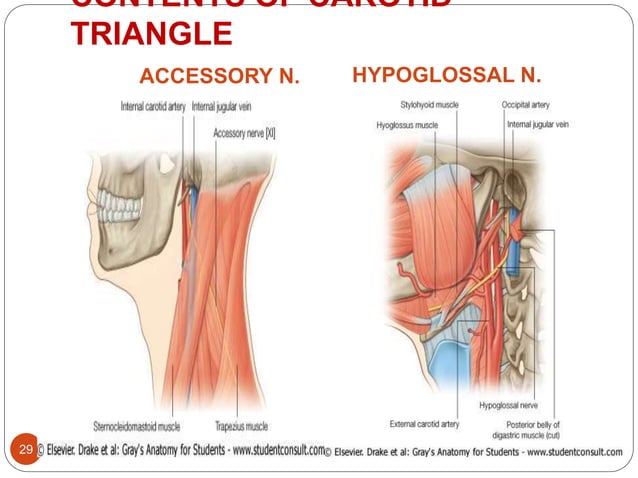TRIANGLES OF NECK - BY DR. JUVERIA MAJEED MS ENT | PPTX