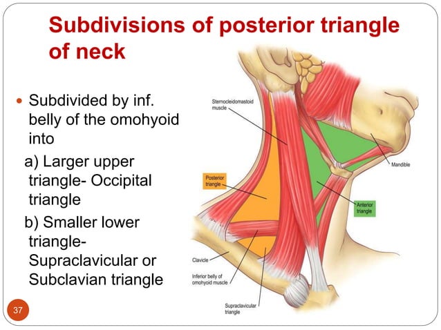 TRIANGLES OF NECK - BY DR. JUVERIA MAJEED MS ENT | PPTX