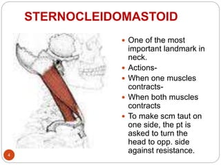 TRIANGLES OF NECK - BY DR. JUVERIA MAJEED MS ENT | PPTX