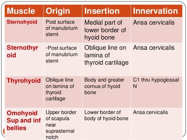 TRIANGLES OF NECK - BY DR. JUVERIA MAJEED MS ENT