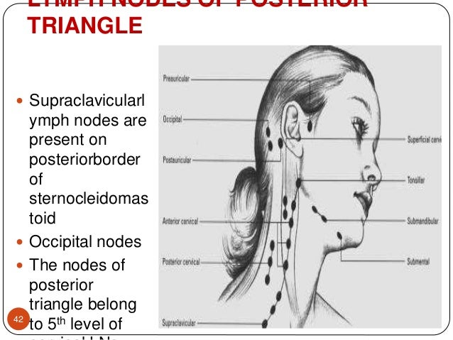 TRIANGLES OF NECK - BY DR. JUVERIA MAJEED MS ENT