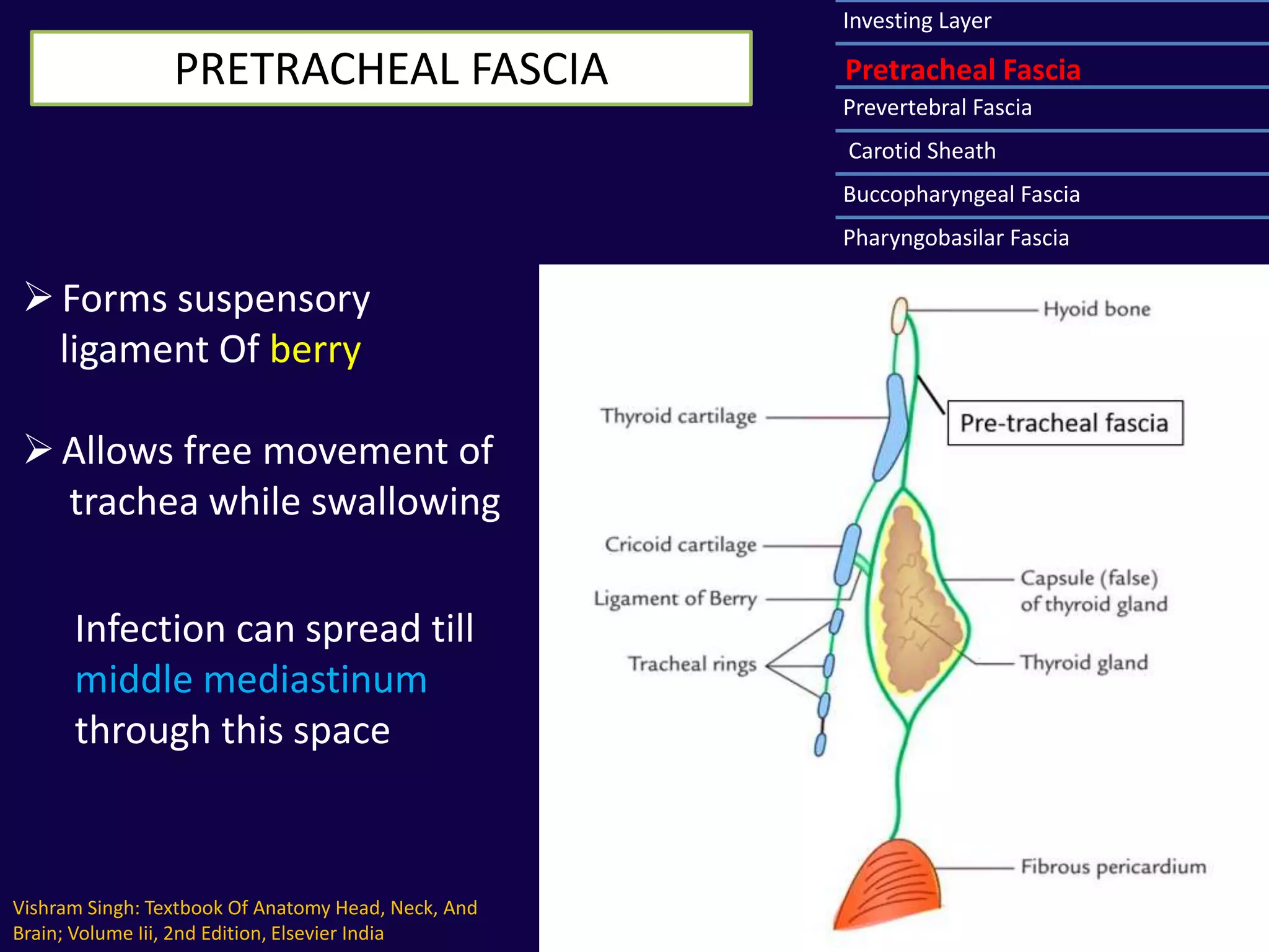 TRIANGLES OF NECK - ALONG WITH DENTAL IMPLICATIONS | PPTX