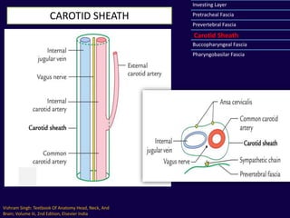 Carotid Triangle And Sheath