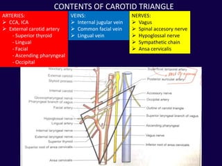 Carotid Triangle And Sheath