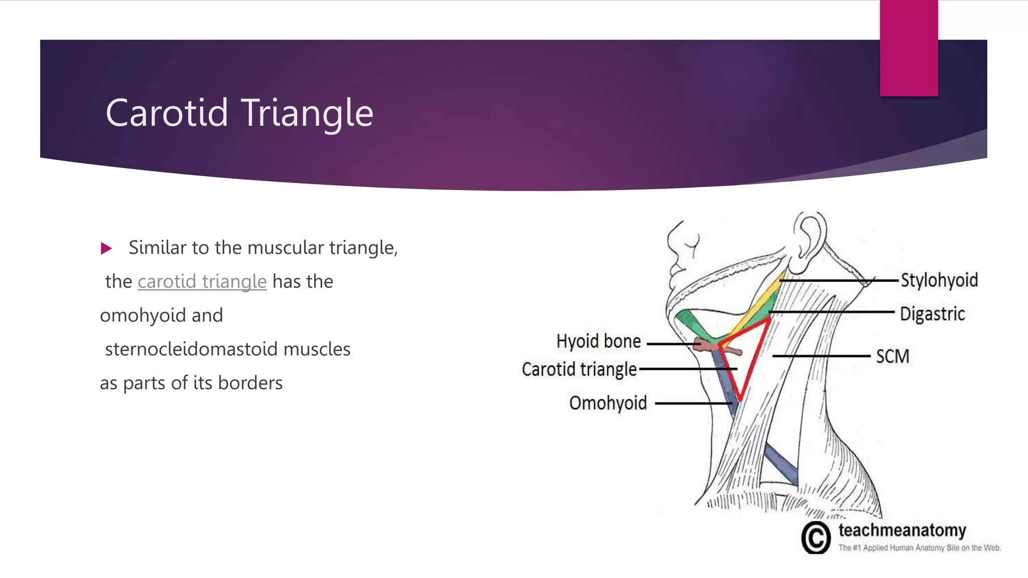 Triangles of Neck.pptx | Thyroid Disorders | Endocrine and Metabolic ...