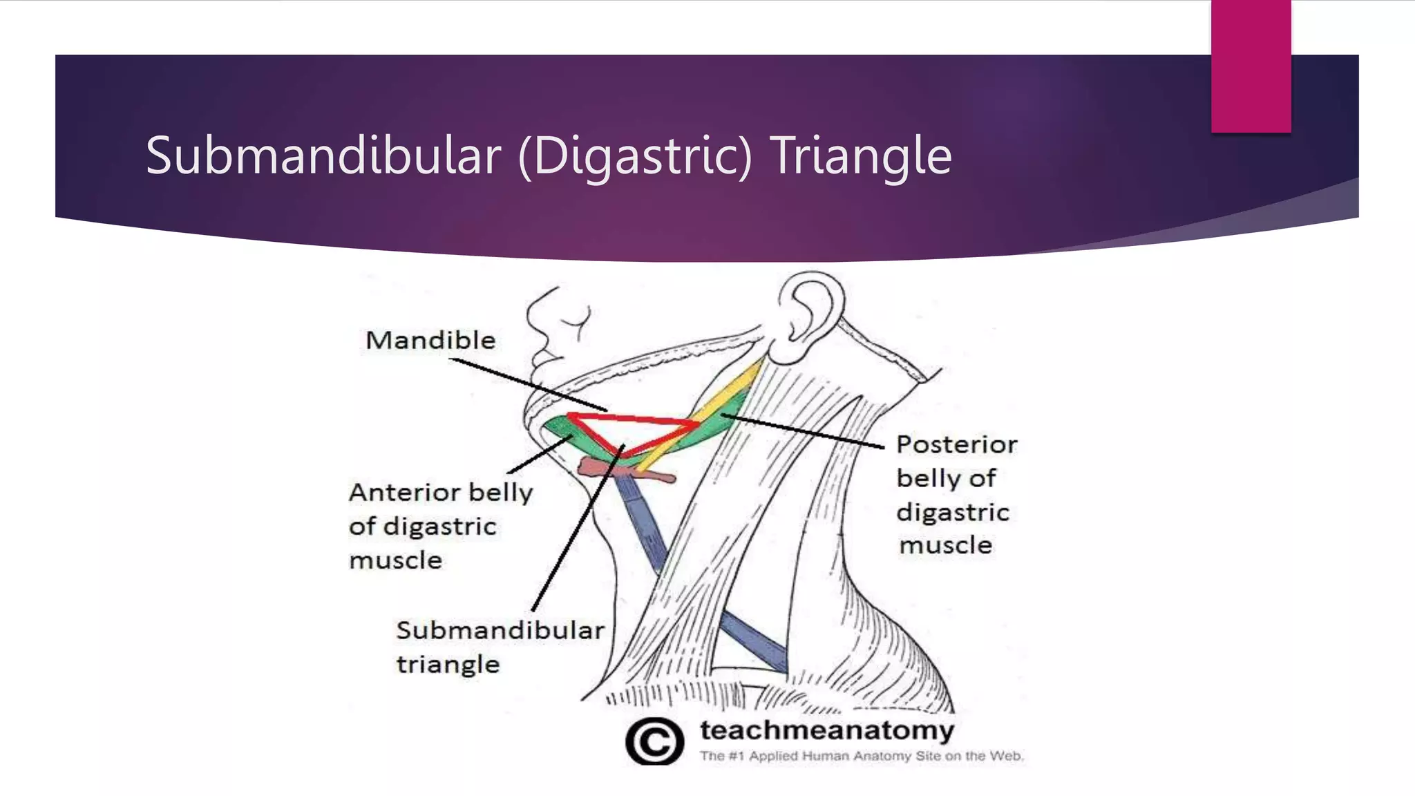 Triangles of Neck.pptx | Thyroid Disorders | Endocrine and Metabolic ...