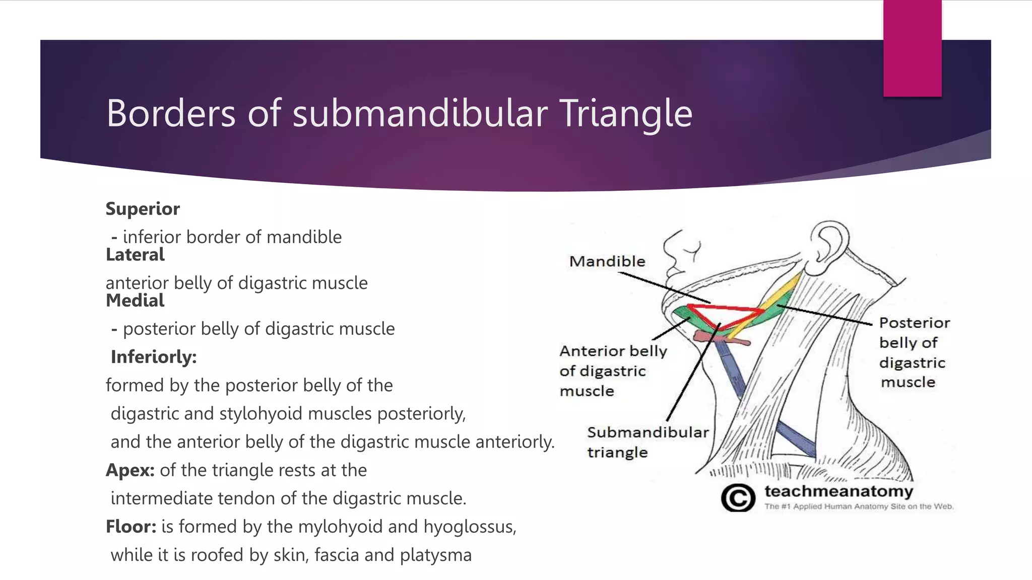 Triangles of Neck.pptx | Thyroid Disorders | Endocrine and Metabolic ...