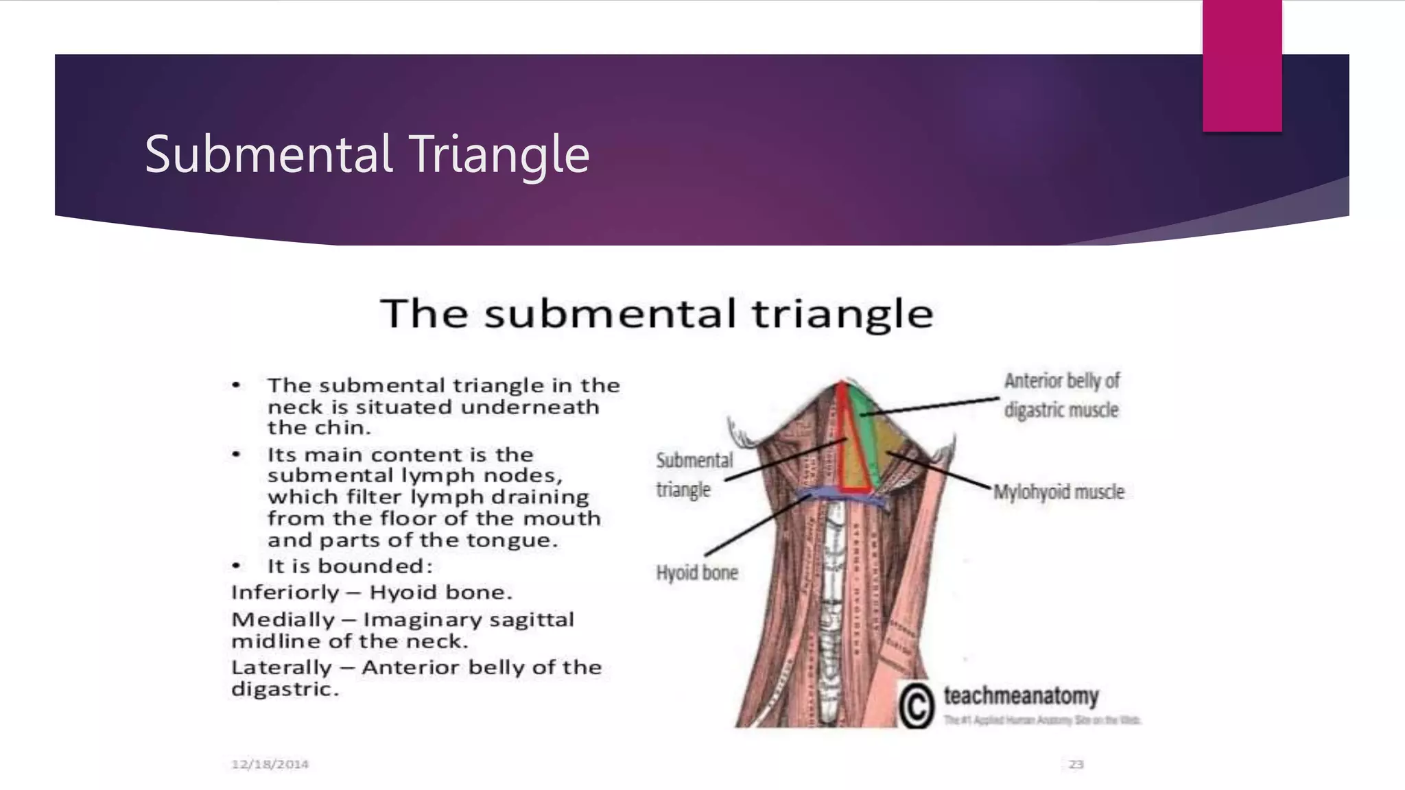 Triangles of Neck.pptx | Thyroid Disorders | Endocrine and Metabolic ...