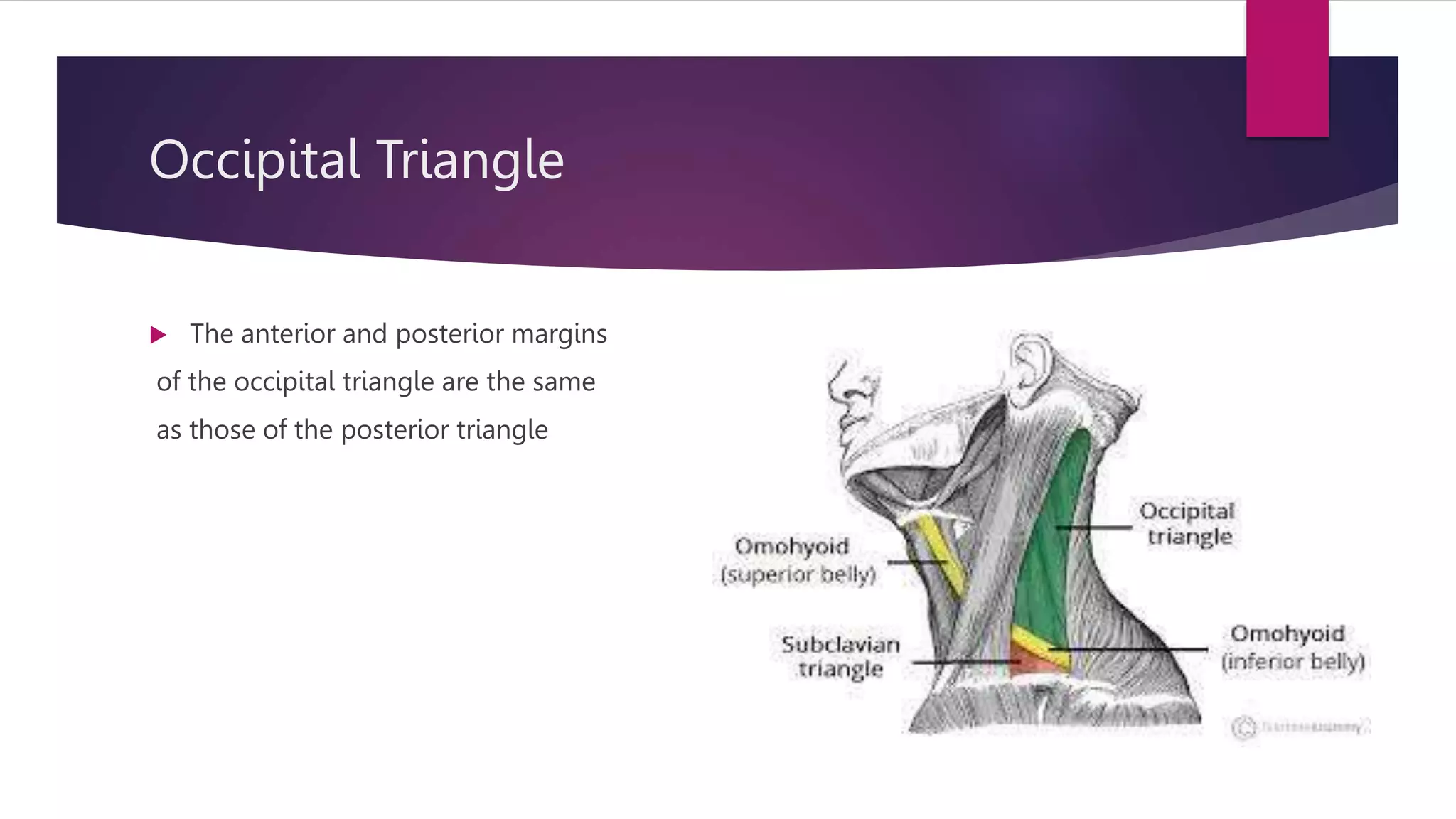 Triangles of Neck.pptx | Thyroid Disorders | Endocrine and Metabolic ...
