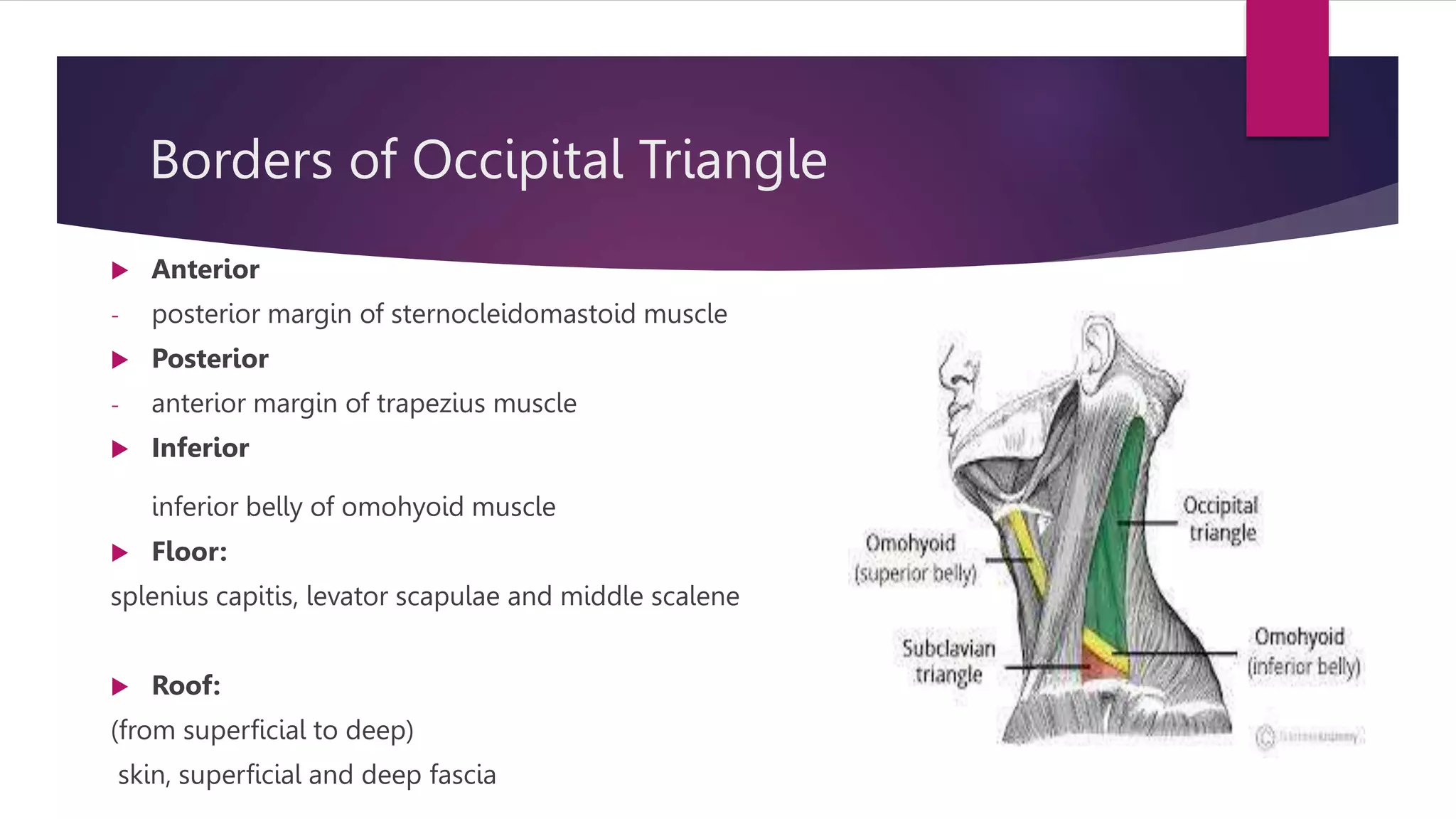 Triangles of Neck.pptx | Thyroid Disorders | Endocrine and Metabolic ...