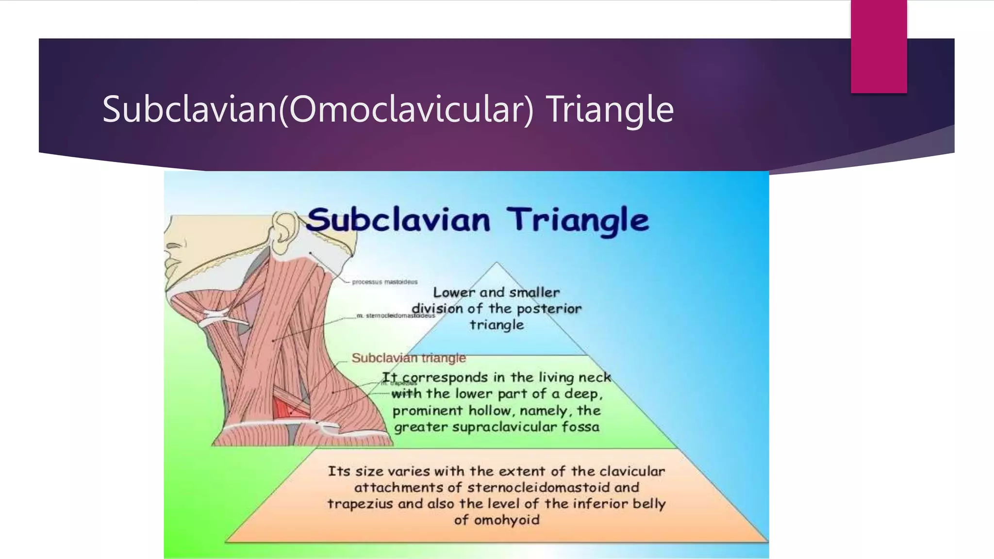 Triangles of Neck.pptx | Thyroid Disorders | Endocrine and Metabolic ...