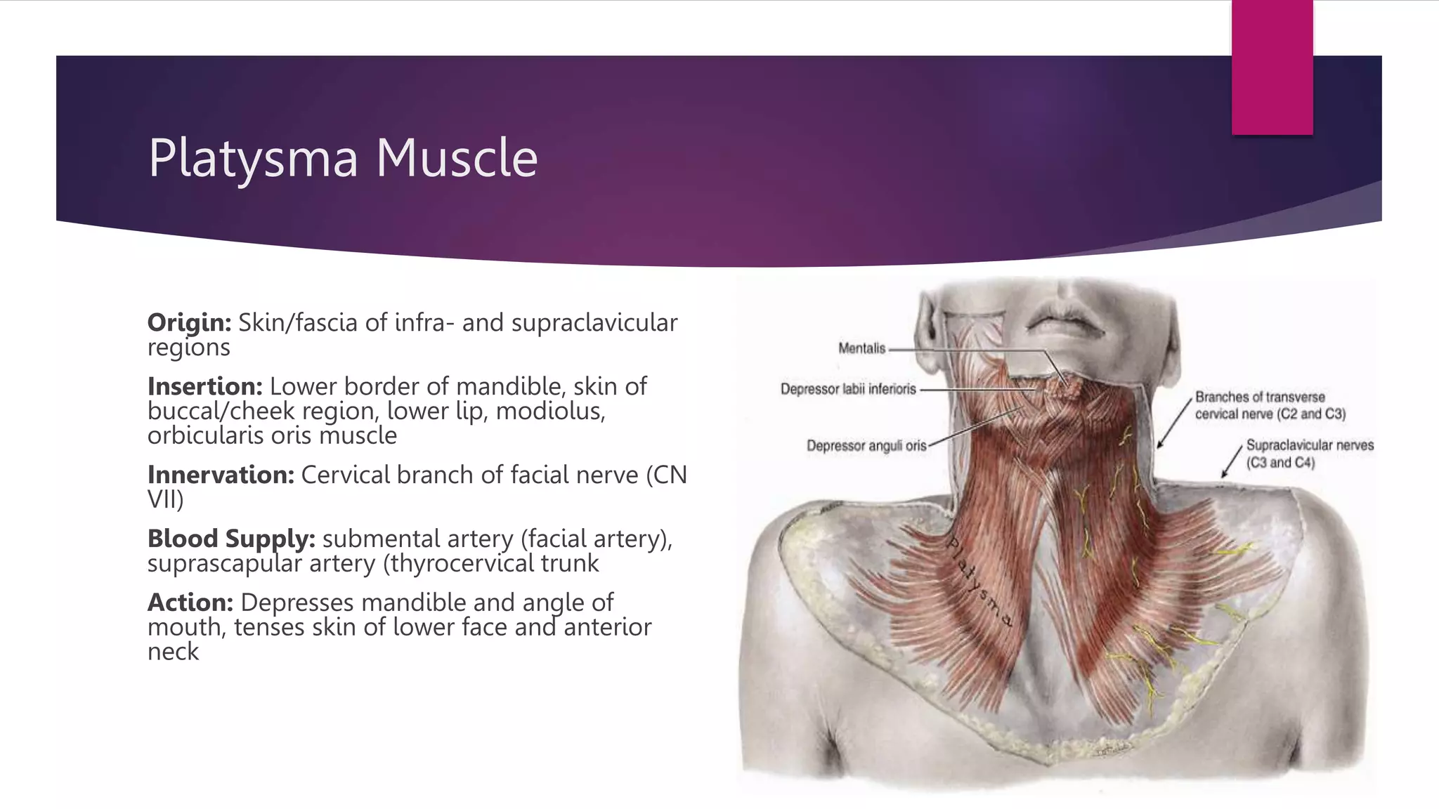 Triangles of Neck.pptx | Thyroid Disorders | Endocrine and Metabolic ...