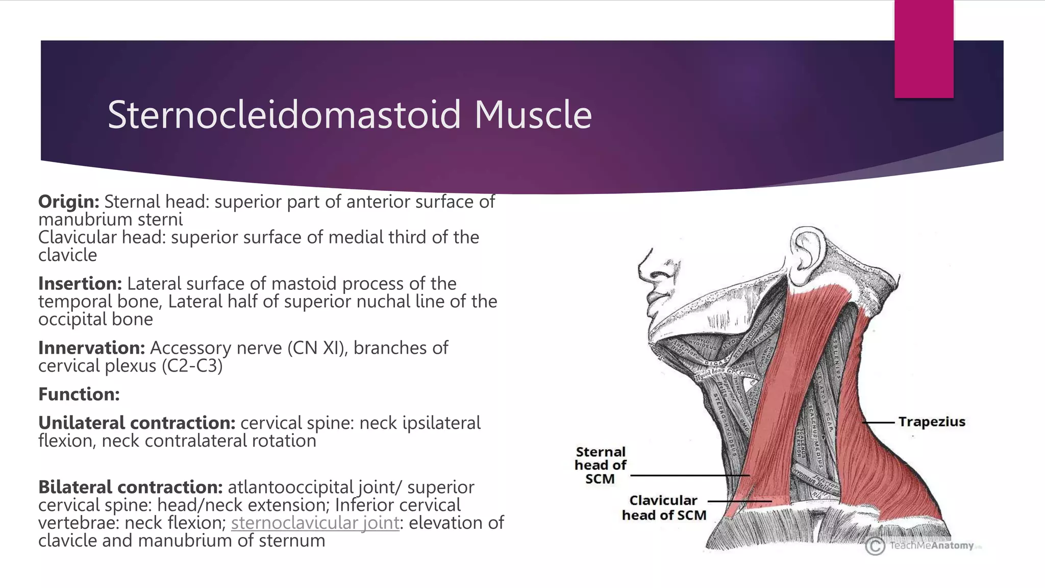 Triangles of Neck.pptx | Thyroid Disorders | Endocrine and Metabolic ...