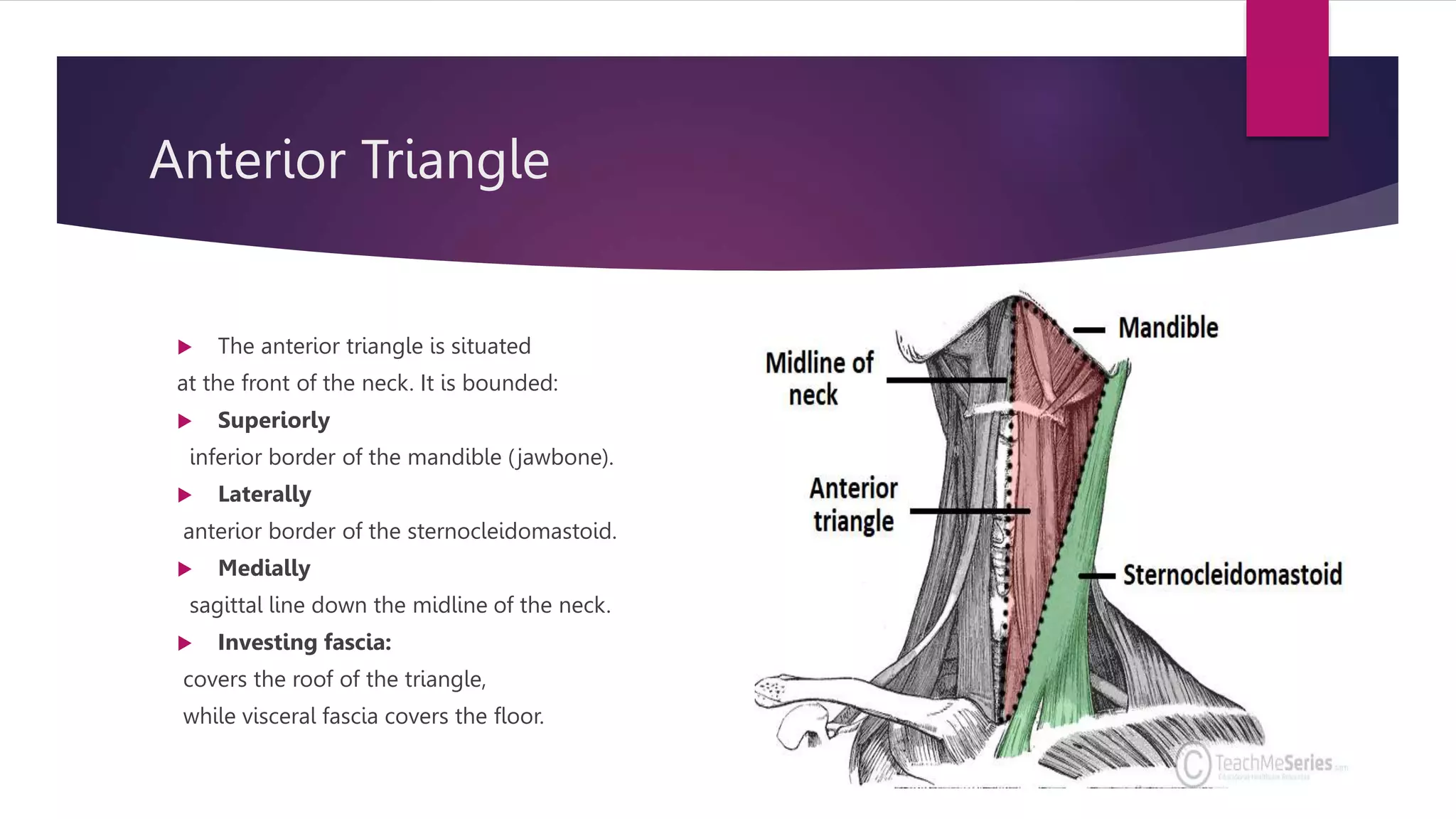 Triangles of Neck.pptx | Thyroid Disorders | Endocrine and Metabolic ...