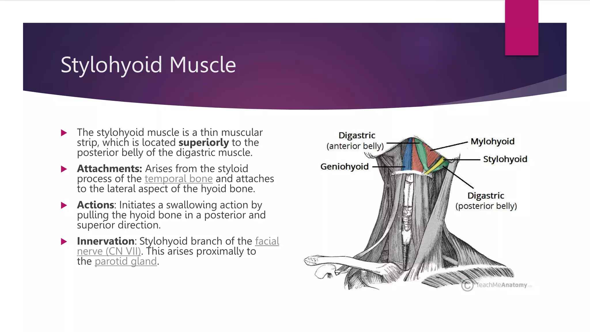Triangles of Neck.pptx | Thyroid Disorders | Endocrine and Metabolic ...
