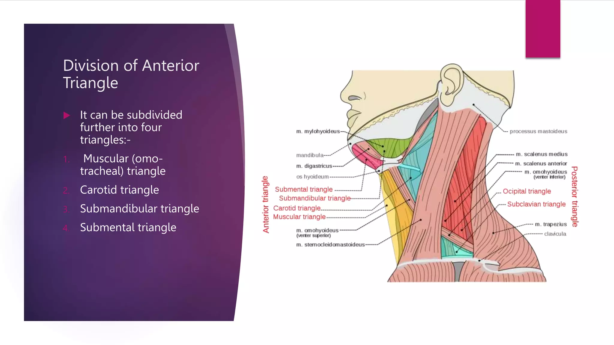 Triangles of Neck.pptx | Thyroid Disorders | Endocrine and Metabolic ...