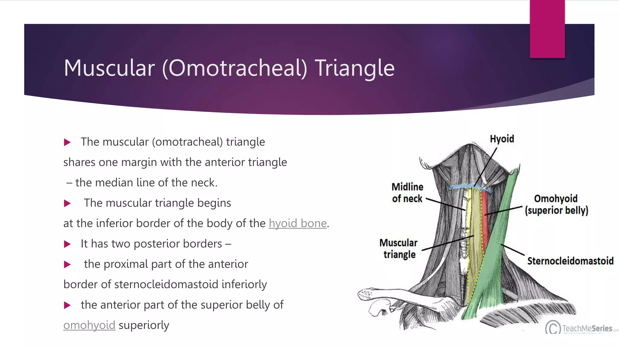 Triangles of Neck.pptx | Thyroid Disorders | Endocrine and Metabolic ...