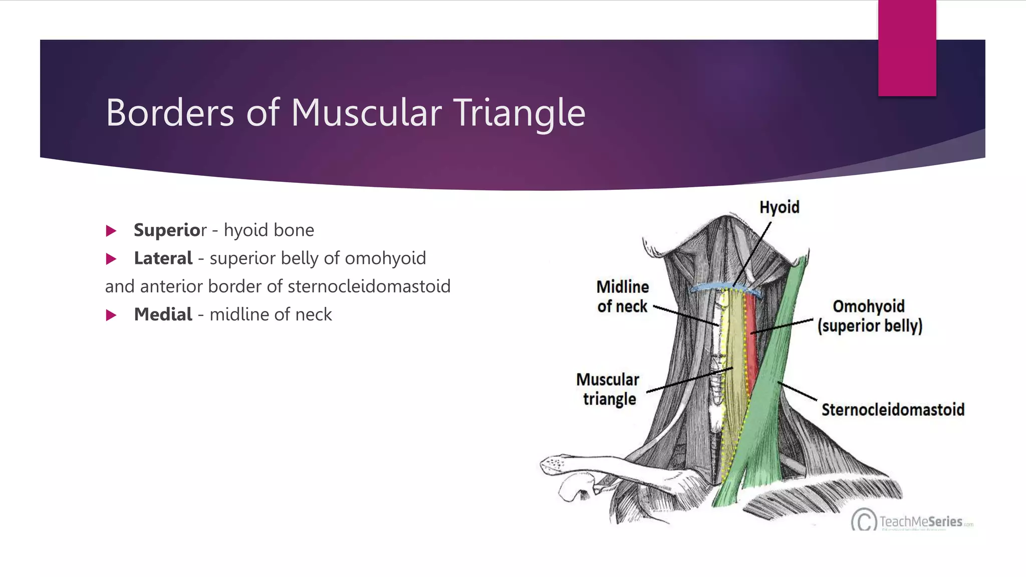 Triangles of Neck.pptx | Thyroid Disorders | Endocrine and Metabolic ...